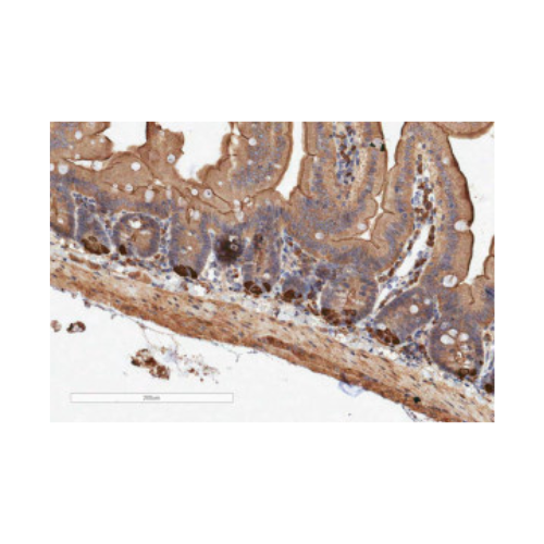 TAG Antibodies: Anti-RFP | Red flourescent protein (mRFP, mCherry ...