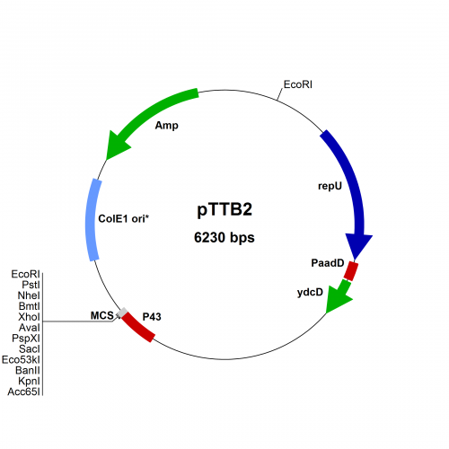 B. subtilis Expression Systems: Bacillus subtilis Food Grade Expression Vector, 10 µg